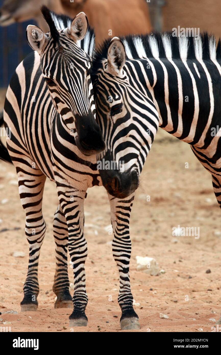 Riyadh zoo in saudi arabia hi-res stock photography and images - Alamy