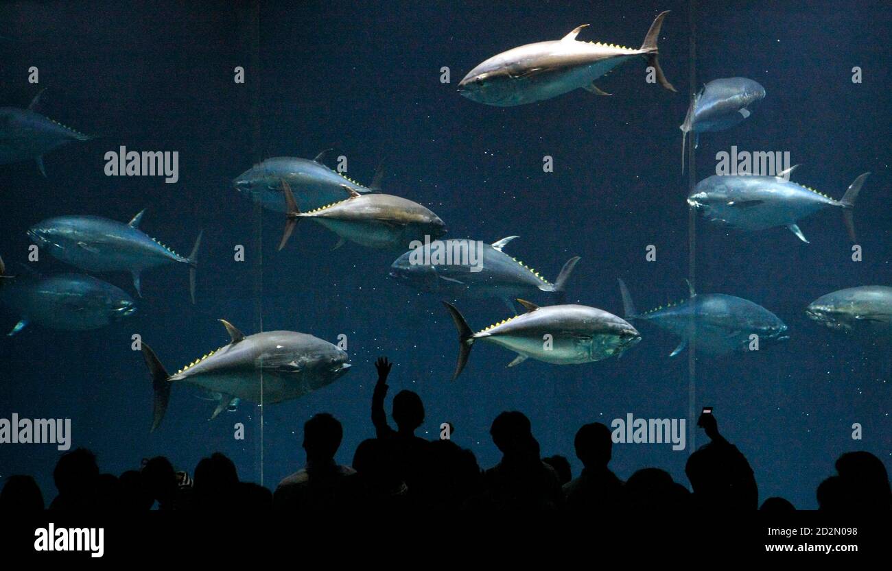 Japan tuna underwater hi-res stock photography and images - Alamy