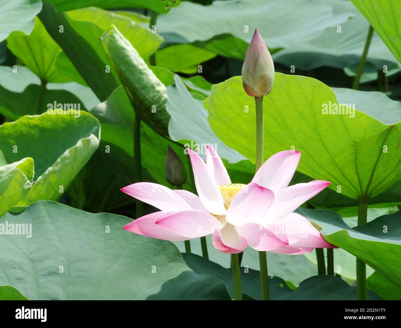 Lotus is the water plant. It has broad floating leaves and bright ...