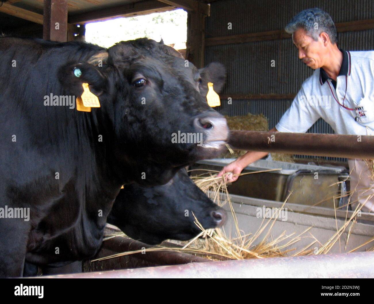Japanese cattle hi-res stock photography and images - Alamy