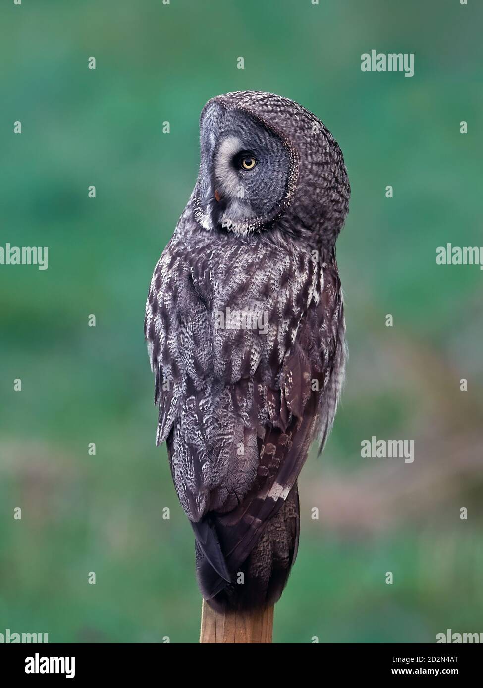 Great grey owl in its natural habitat in sweden Stock Photo - Alamy