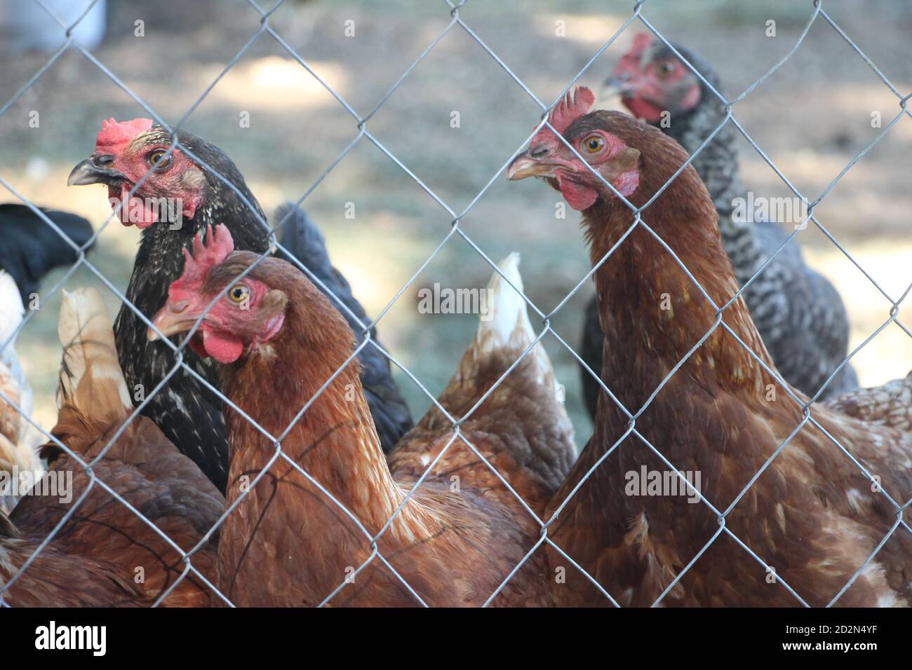 Brown chicken on the farm, close-up, selective focus. Portrait of ...