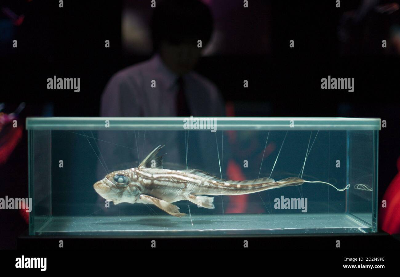 Rabbitfish chimaera monstrosa hi-res stock photography and images - Alamy