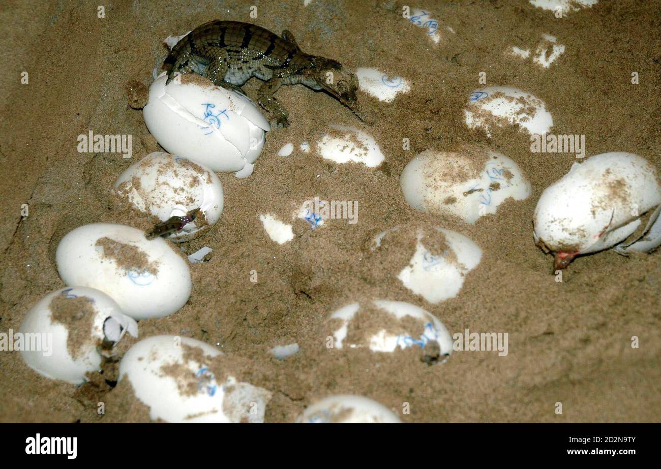 Gharial egg hi-res stock photography and images - Alamy