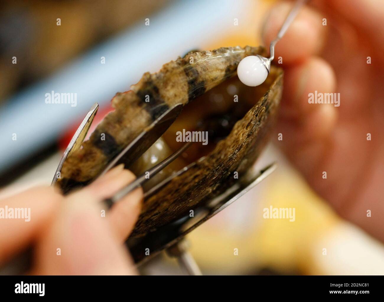 Akoya pearl oyster hi-res stock photography and images - Alamy