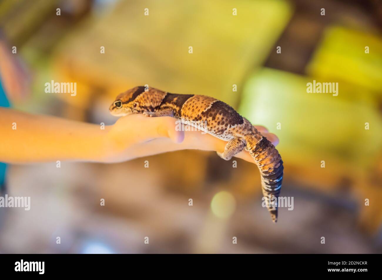 Gecko in hand hi-res stock photography and images - Alamy