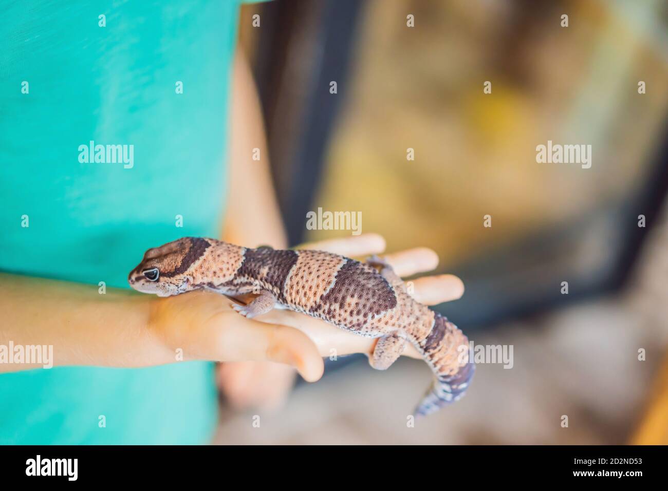 Gecko in hand hi-res stock photography and images - Alamy