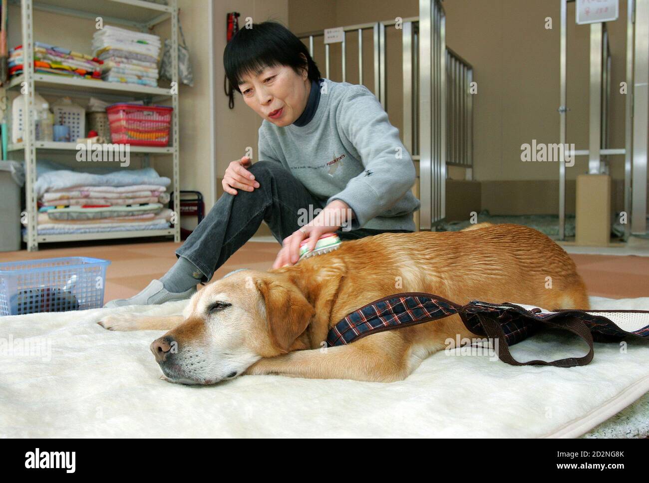 Do Guide Dogs Retire