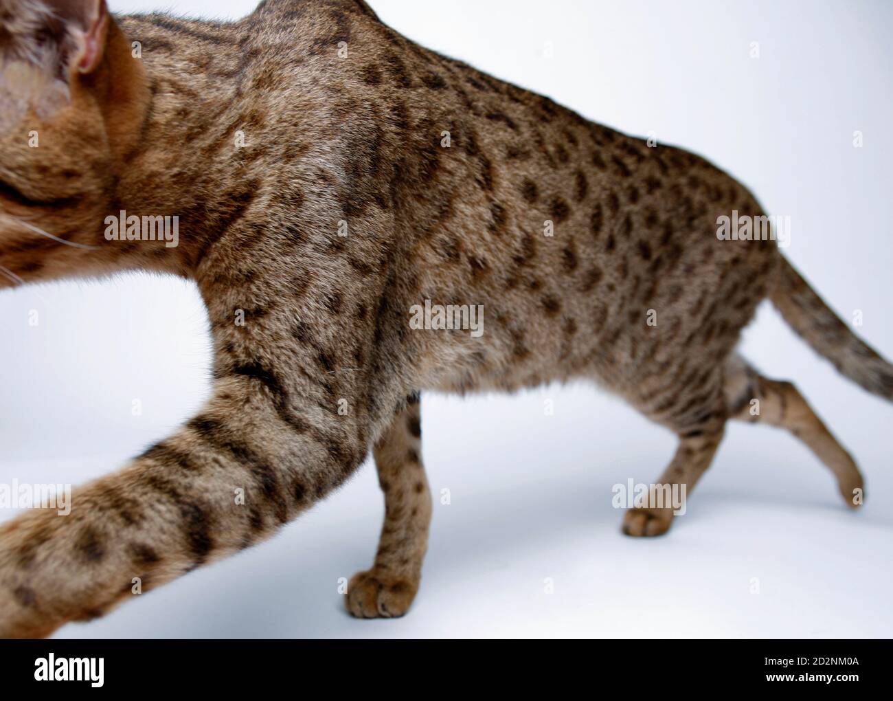 Asian leopard hi-res stock photography and images - Alamy