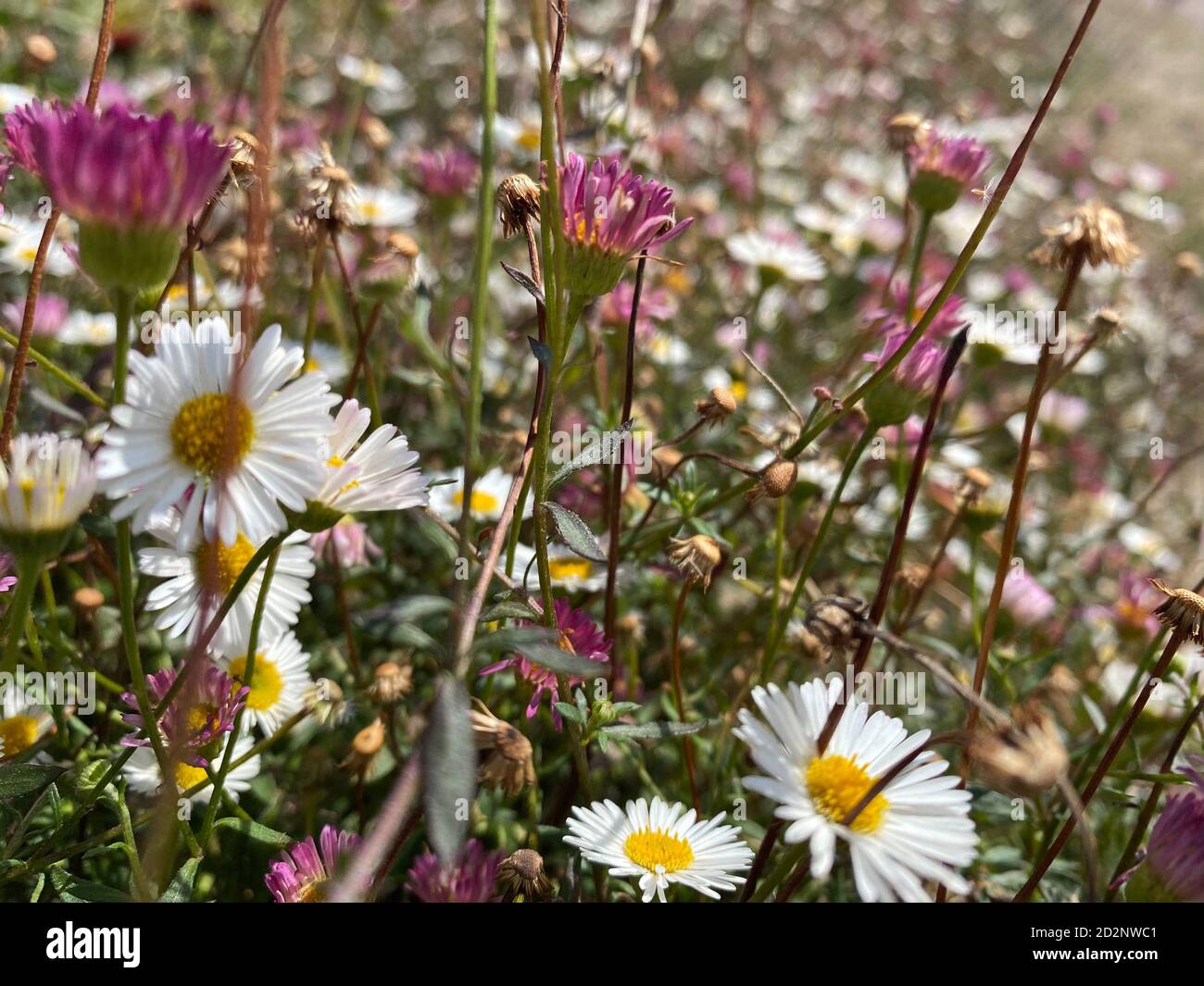 Summer meadow flower landscape. Medow field grass,colourful flowers and ...