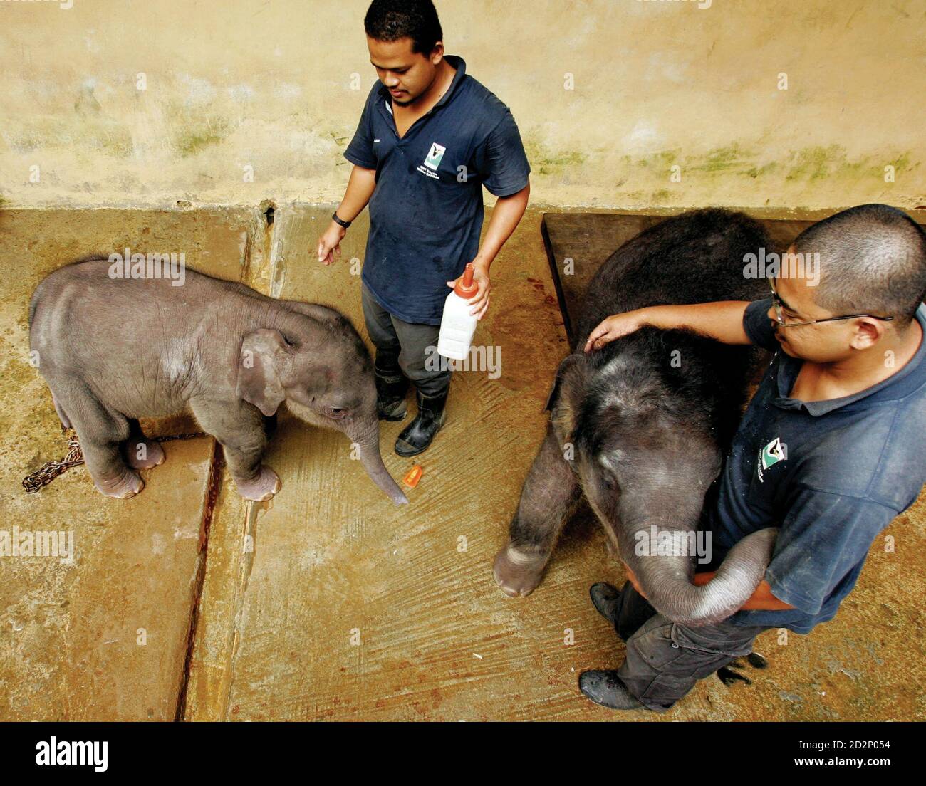 Government elephant conservation centre hi-res stock photography and ...