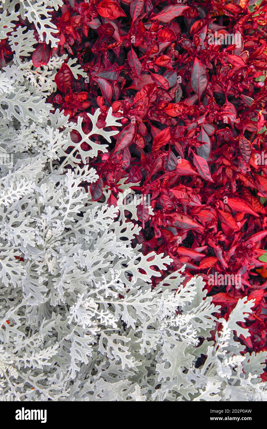 flowers for the front garden of red and silver Stock Photo - Alamy
