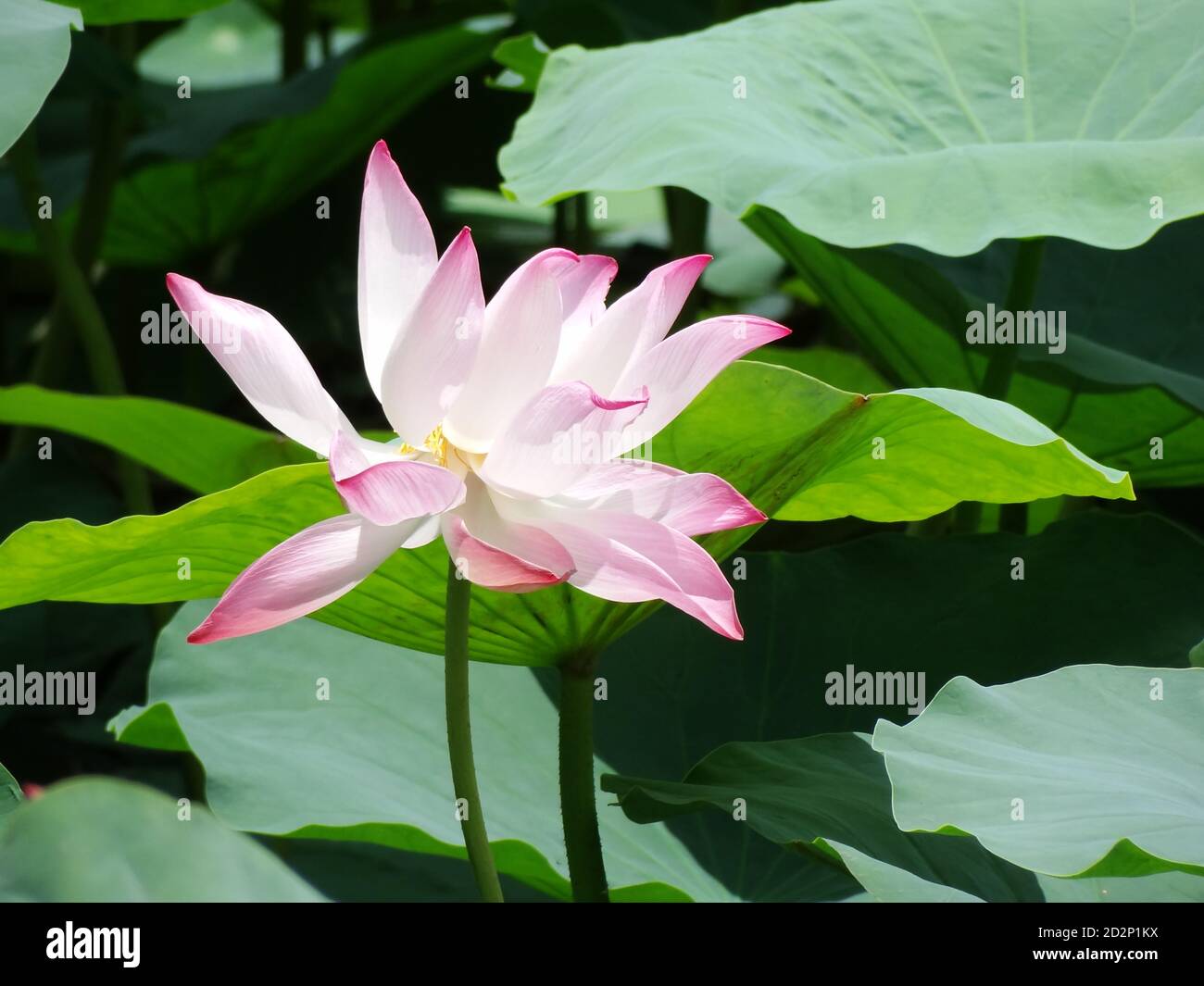 Lotus is the water plant. It has broad floating leaves and bright ...