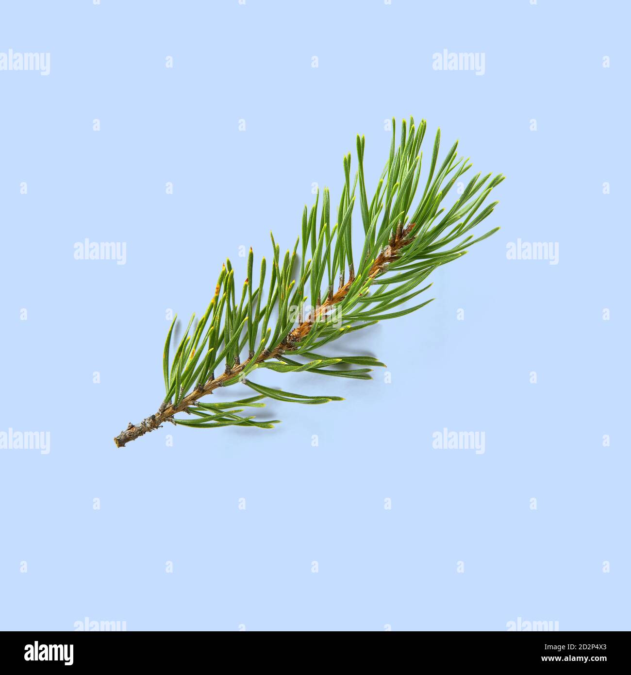 pine twig isolated, Pine branch on white background Stock Photo - Alamy