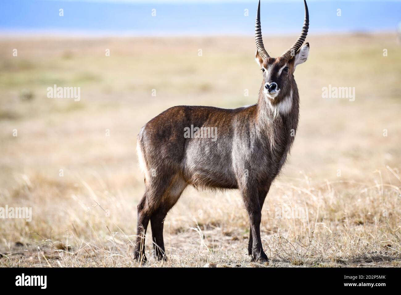 Common waterbuck (Kobus ellipsiprymnus) in Kenya, Africa Stock Photo ...