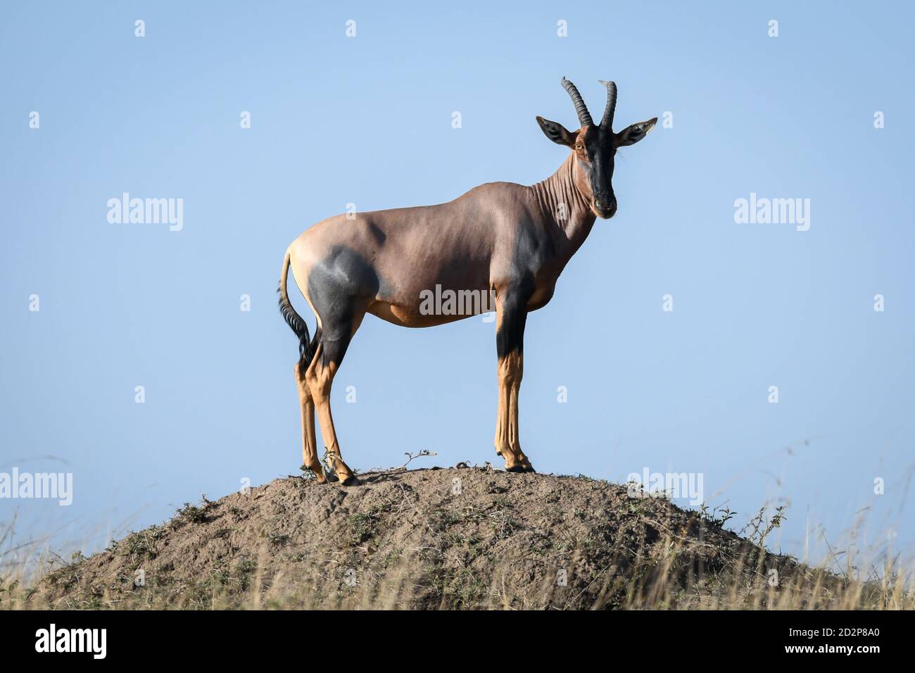 Preorbital glands hi-res stock photography and images - Alamy