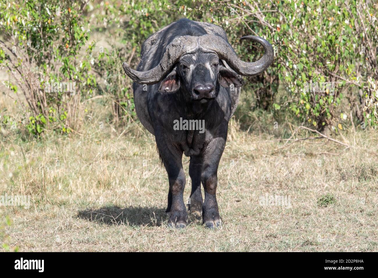 Bovine puddle hi-res stock photography and images - Alamy