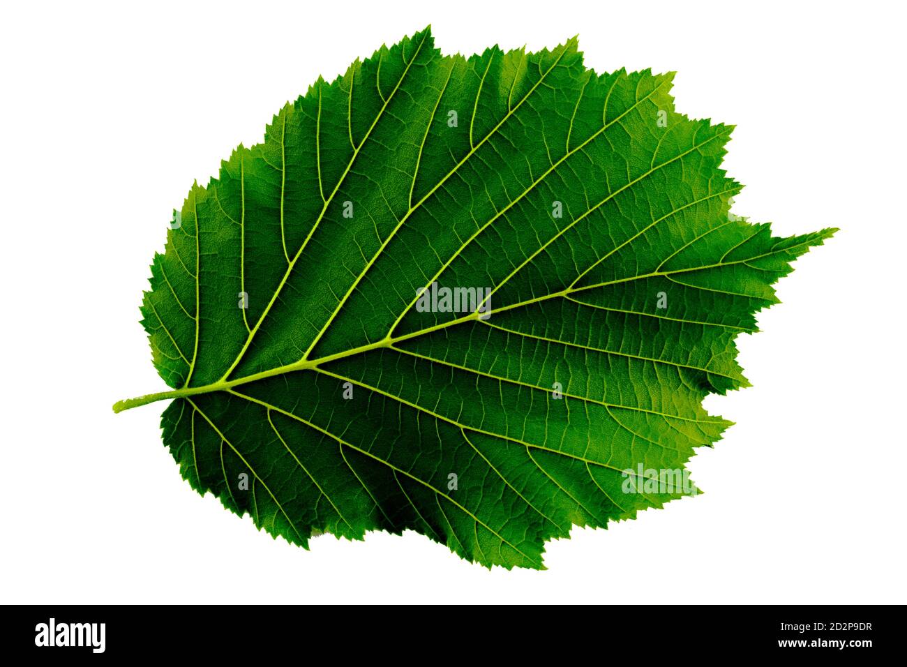 one green leaf of hazel isolated on the white background, bottom side ...