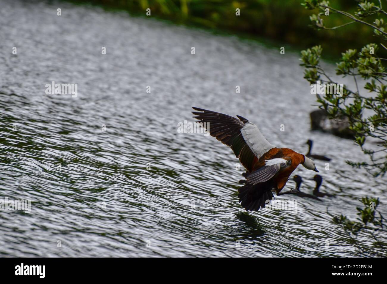 Duck wing hi-res stock photography and images - Alamy