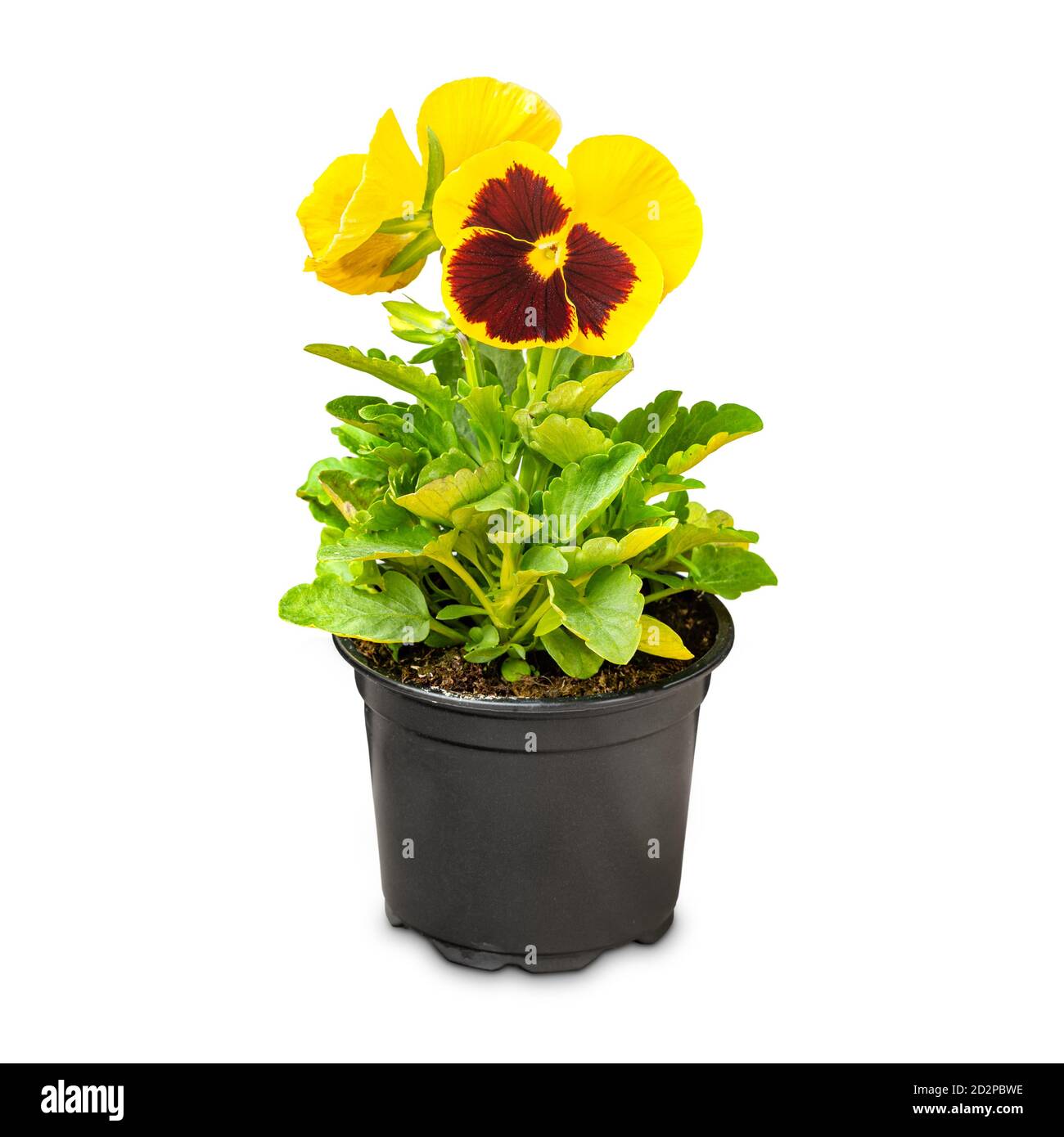 Viola wittrockiana flower growing in pots on white background Stock ...