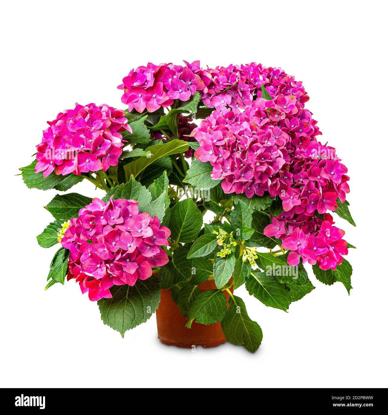 Beautiful hortensia on white Cut Out Stock Images & Pictures - Alamy