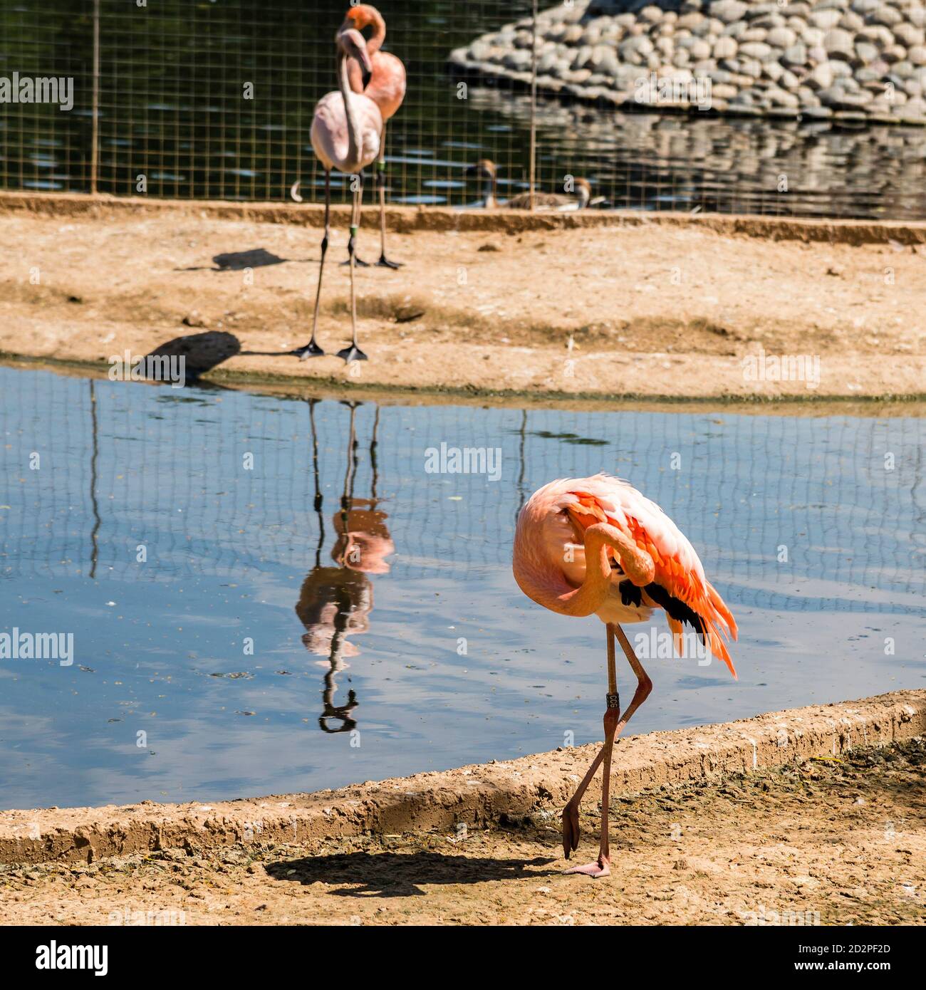 Bird flamingo in Moscow Zoo Stock Photo - Alamy