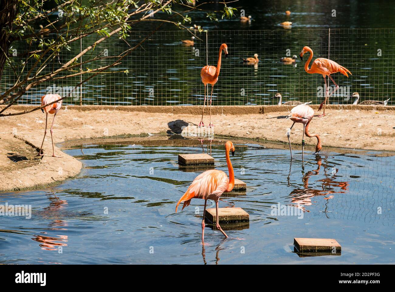Pink Flamingo from the Moscow Zoo Stock Photo - Alamy