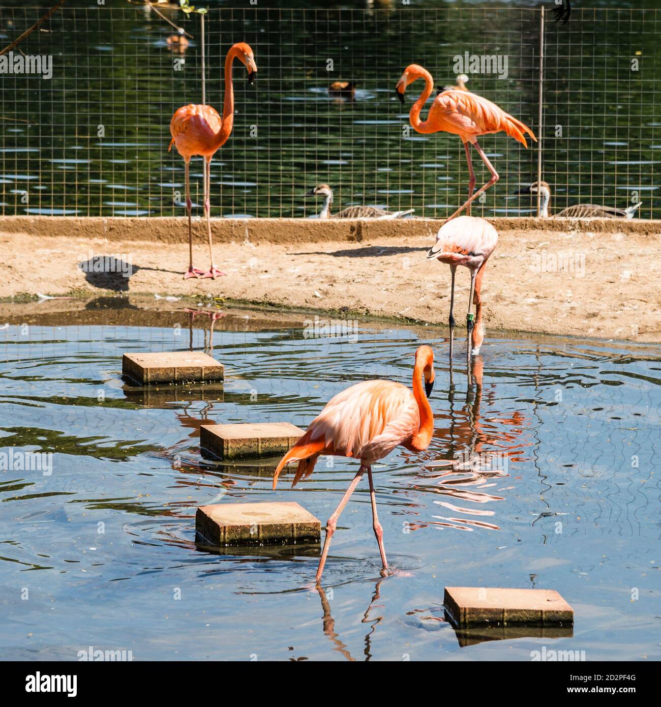 Flamingo in moscow zoo hi-res stock photography and images - Alamy