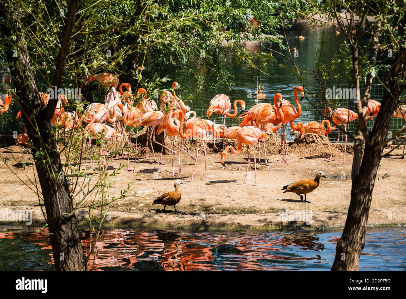 Flamingo from the Moscow Zoo Stock Photo - Alamy