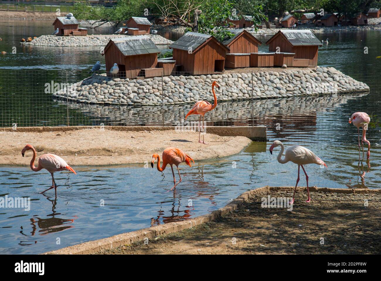 Flamingo from the Moscow Zoo Stock Photo - Alamy