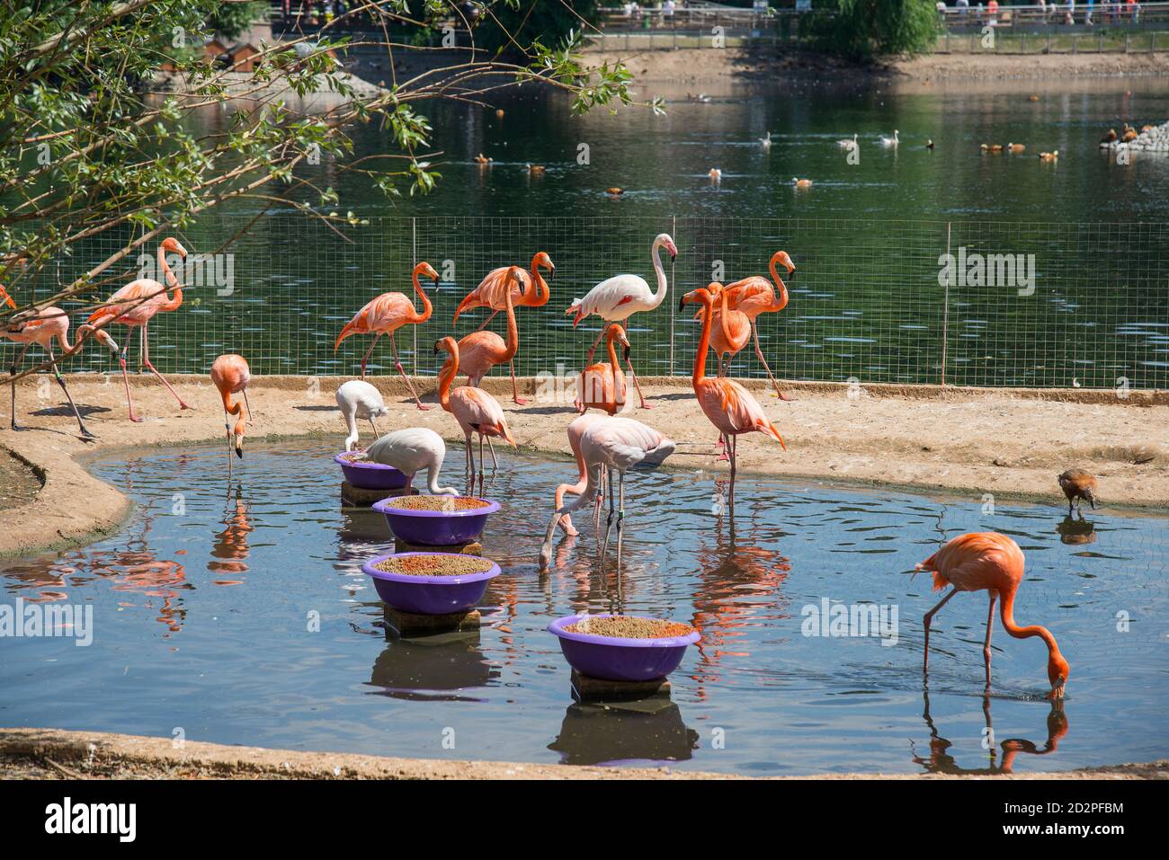 Feeding of pink flamingos, Moscow Zoo Stock Photo - Alamy