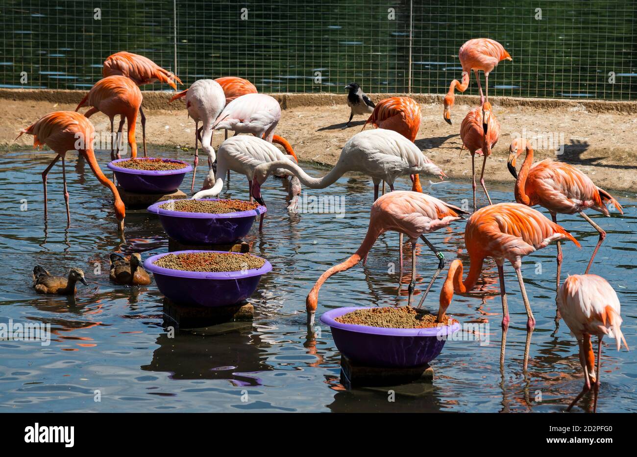 Feeding of pink flamingos, Moscow Zoo Stock Photo - Alamy
