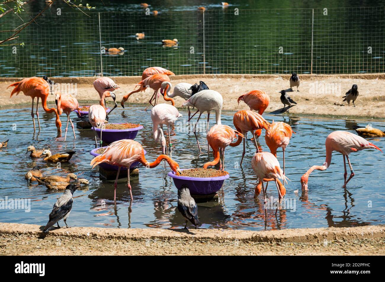 Feeding of pink flamingos, Moscow Zoo Stock Photo - Alamy