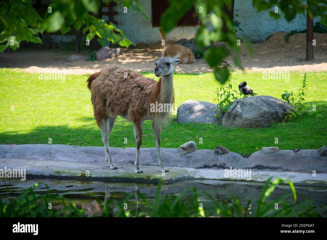 Llama in russia hi-res stock photography and images - Alamy