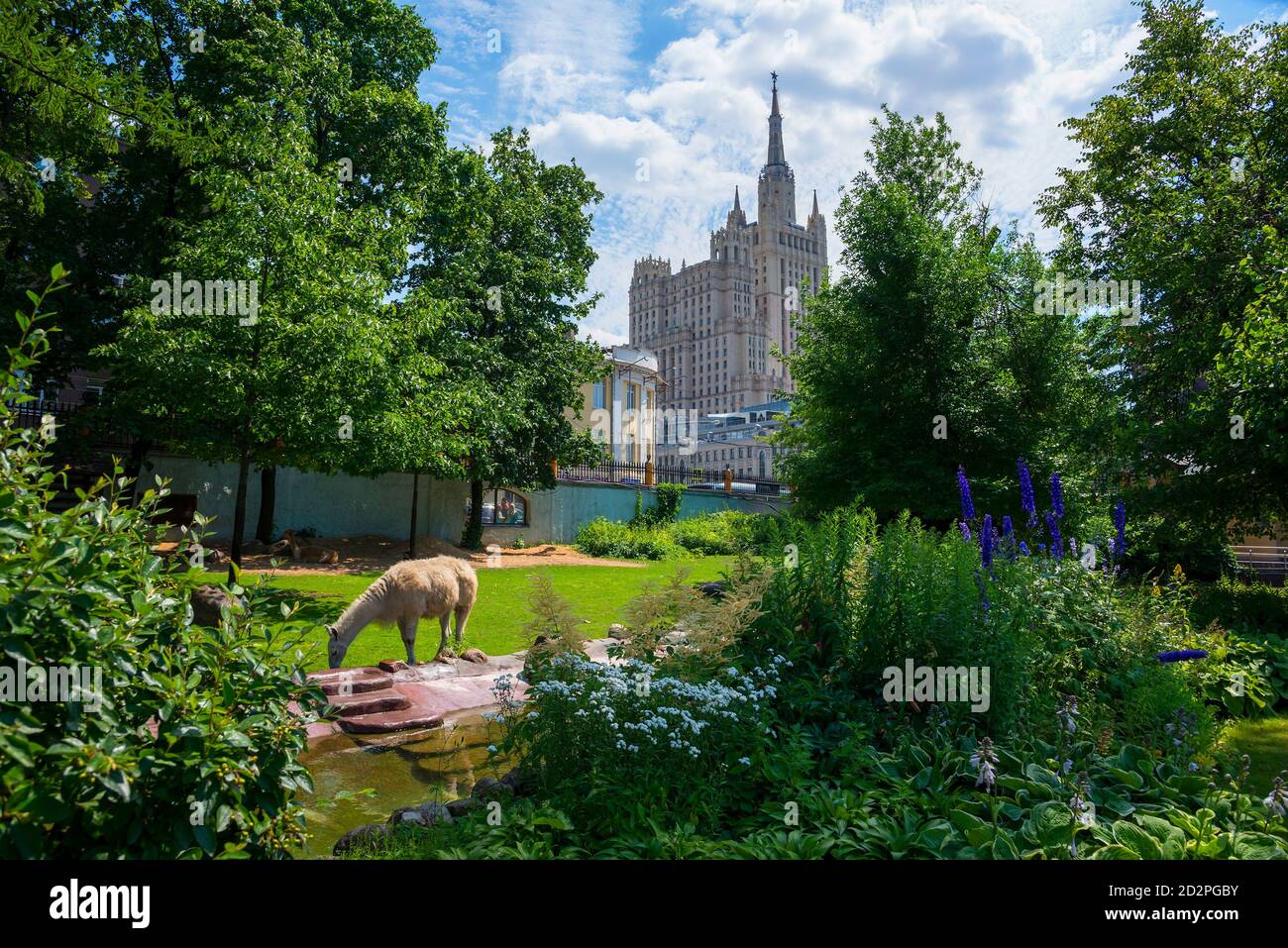 Llama in russia hi-res stock photography and images - Alamy