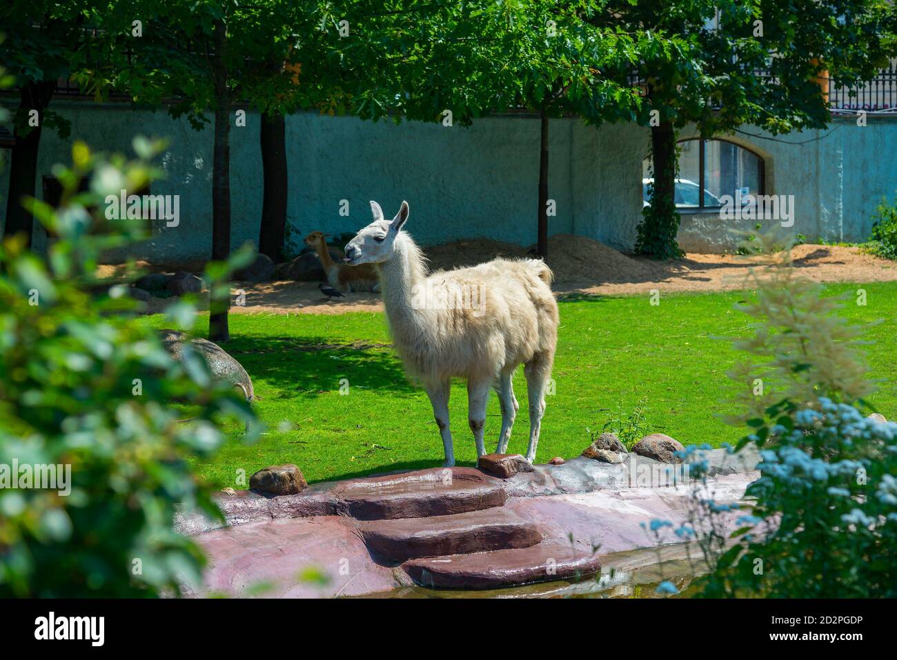 MOSCOW / RUSSIA - JUNE 26, 2016: Alpaca (Lama guanicoe) in the Moscow ...