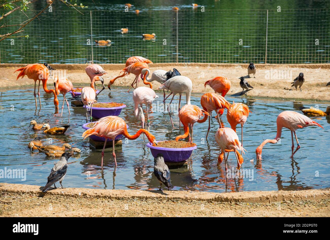 MOSCOW, RUSSIA - JUNE 26, 2016: Feeding of pink flamingos, Moscow Zoo ...