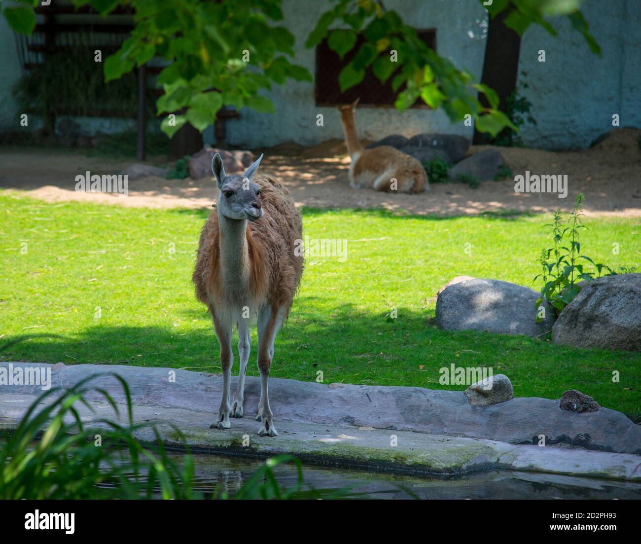 Llama in russia hi-res stock photography and images - Alamy