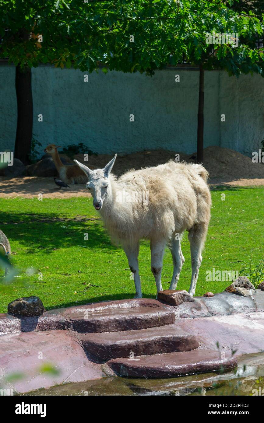 Llama in russia hi-res stock photography and images - Alamy