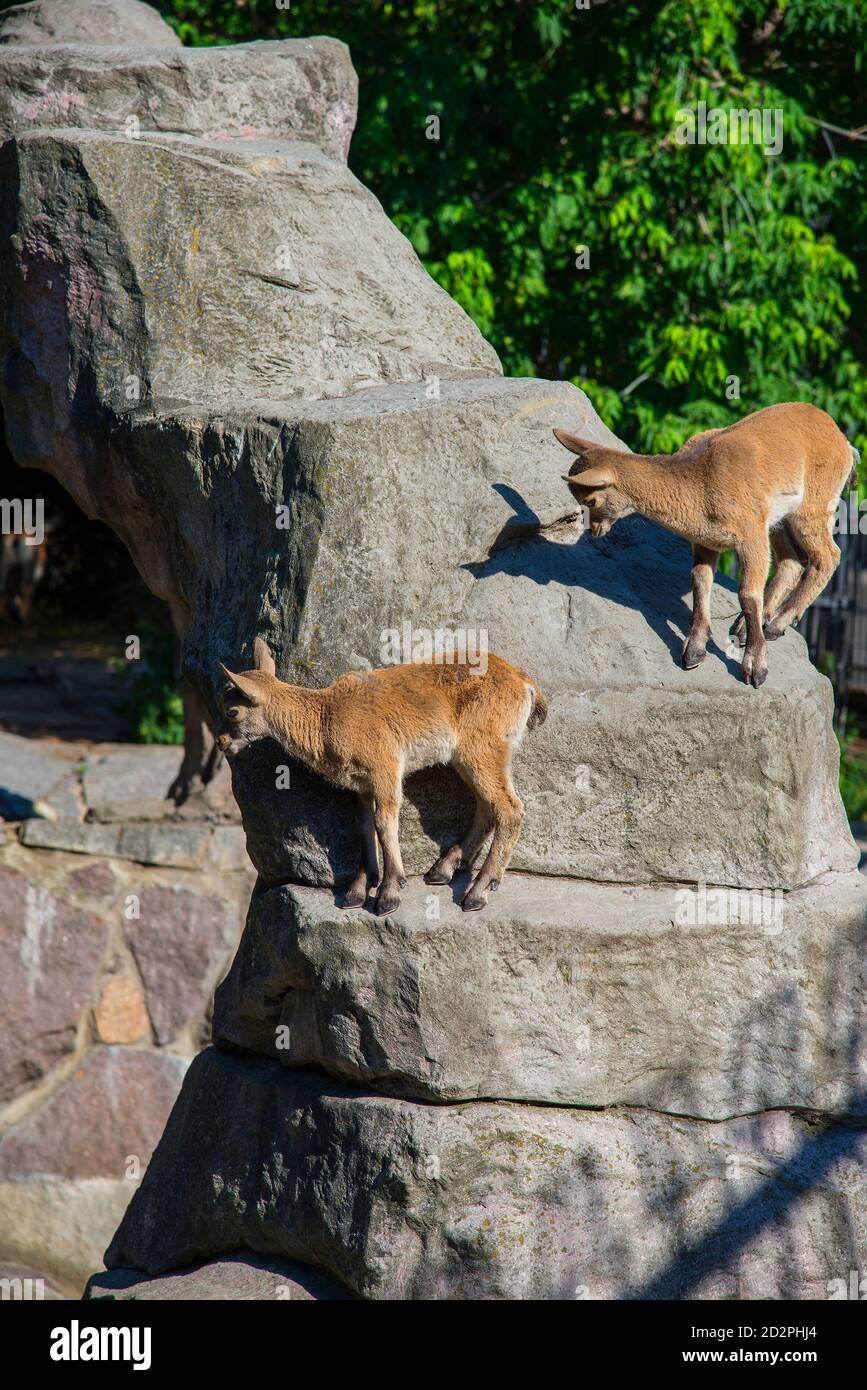 Moscow zoo russia hi-res stock photography and images - Alamy