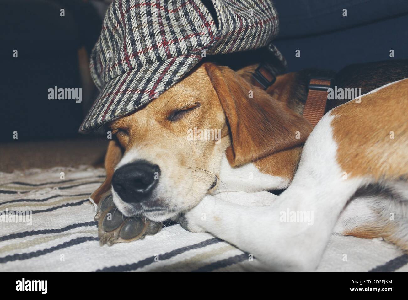 Sherlock dog hi-res stock photography and images - Alamy
