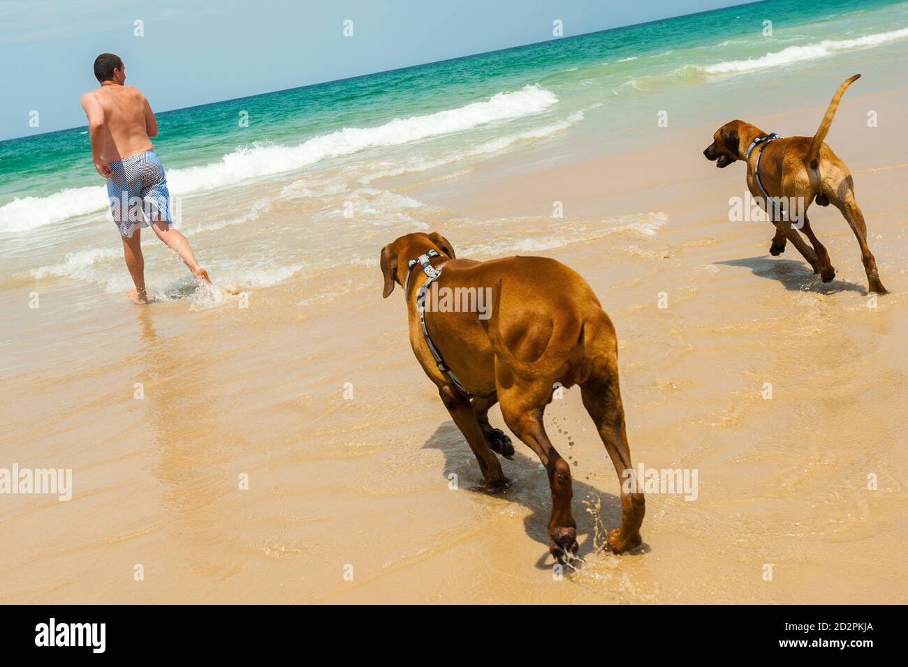 happy dogs on the beach Stock Photo - Alamy