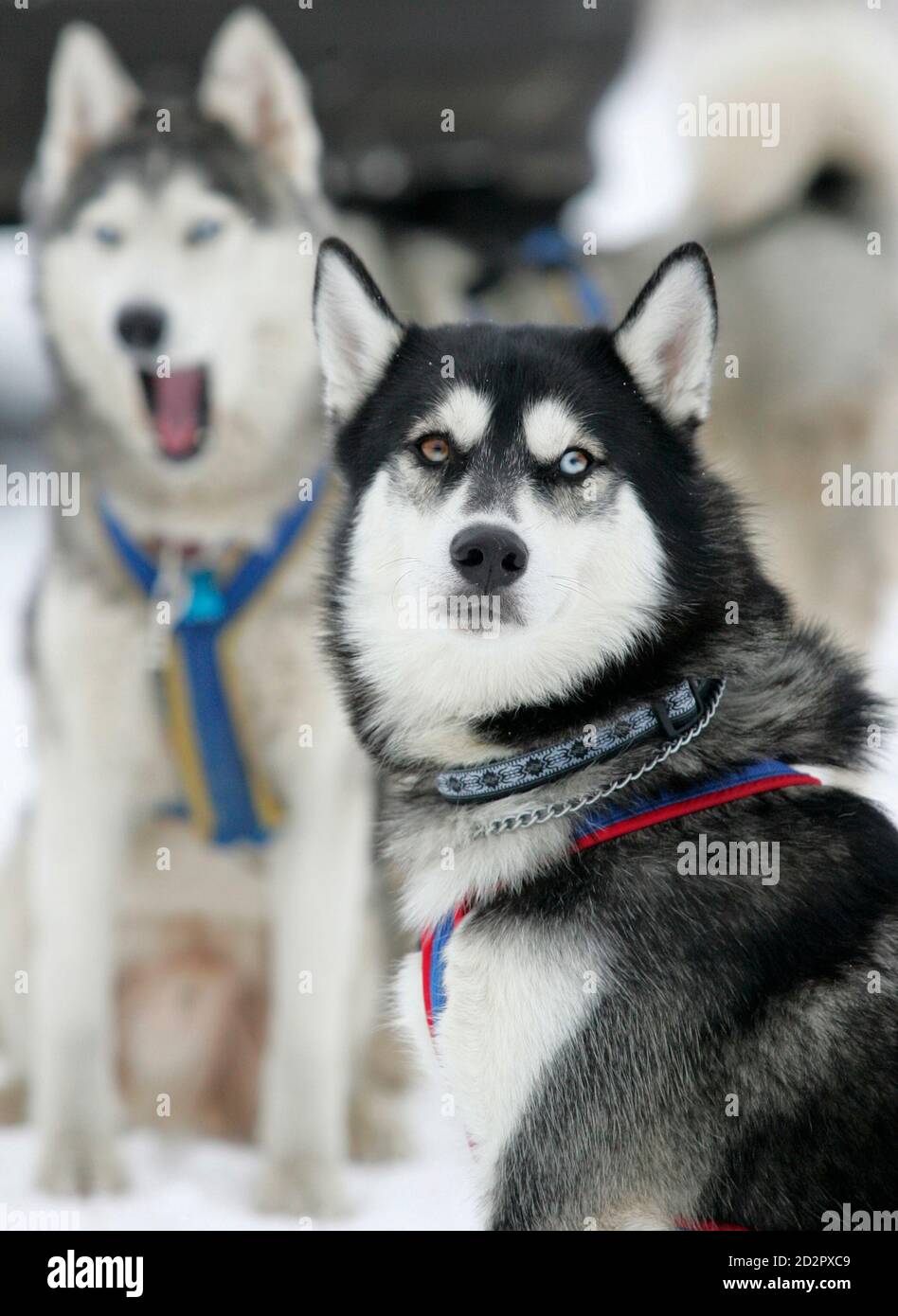 Human sled race championships hi-res stock photography and images - Alamy