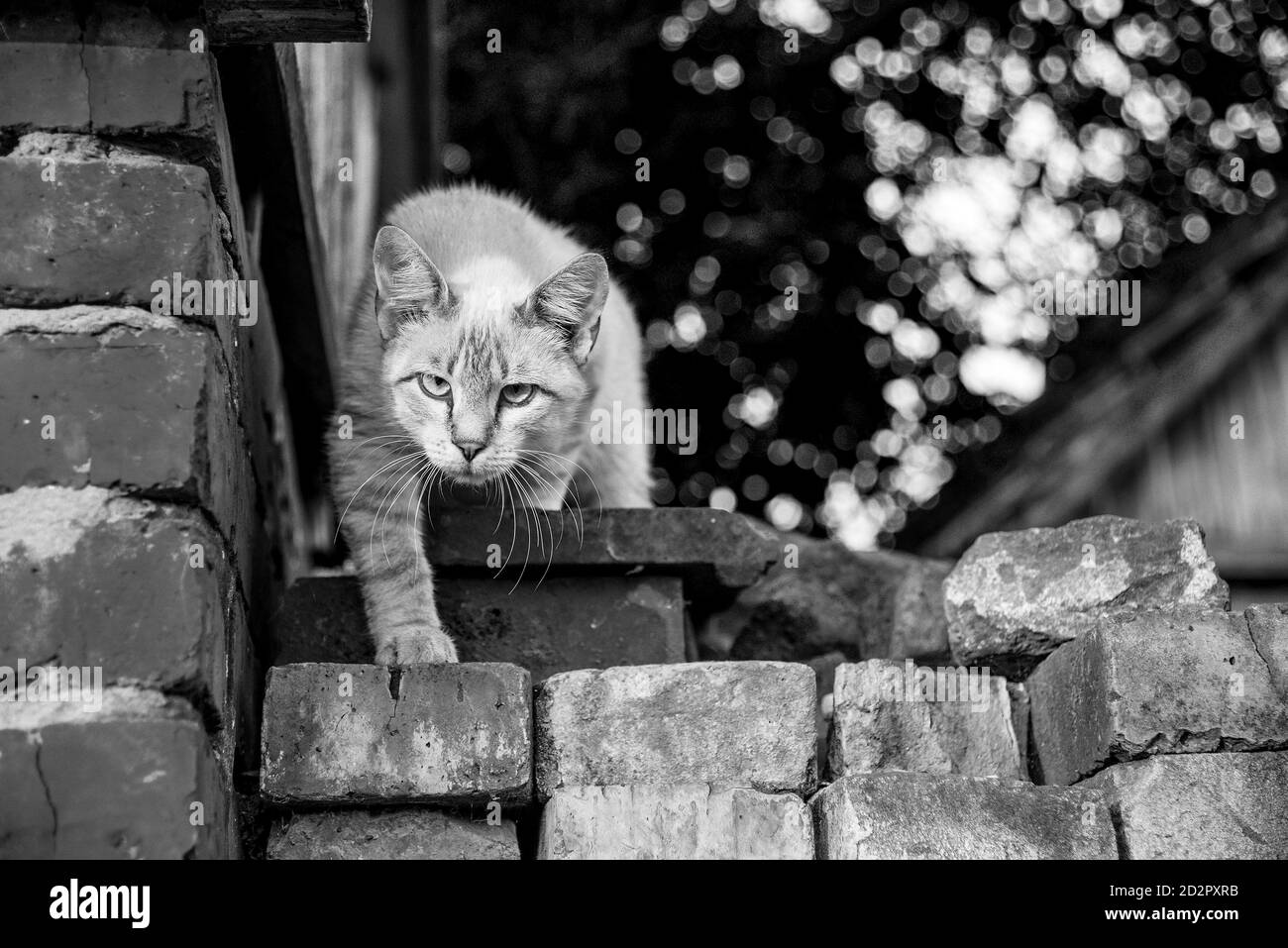 Cat on the old bricks outdoors Stock Photo - Alamy