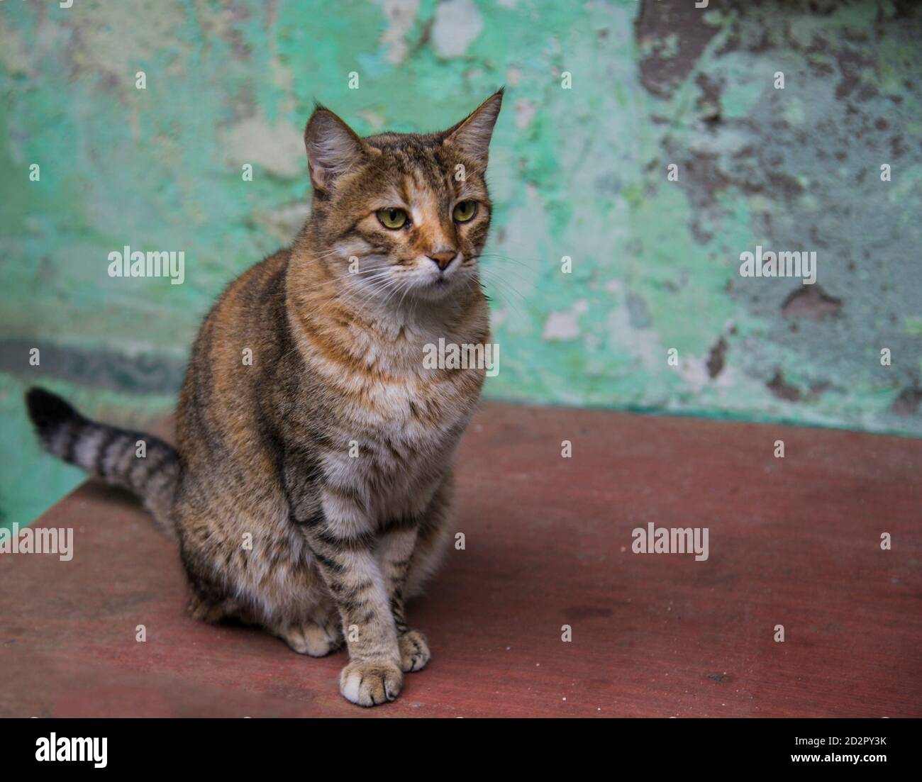 Odessa cat hi-res stock photography and images - Alamy
