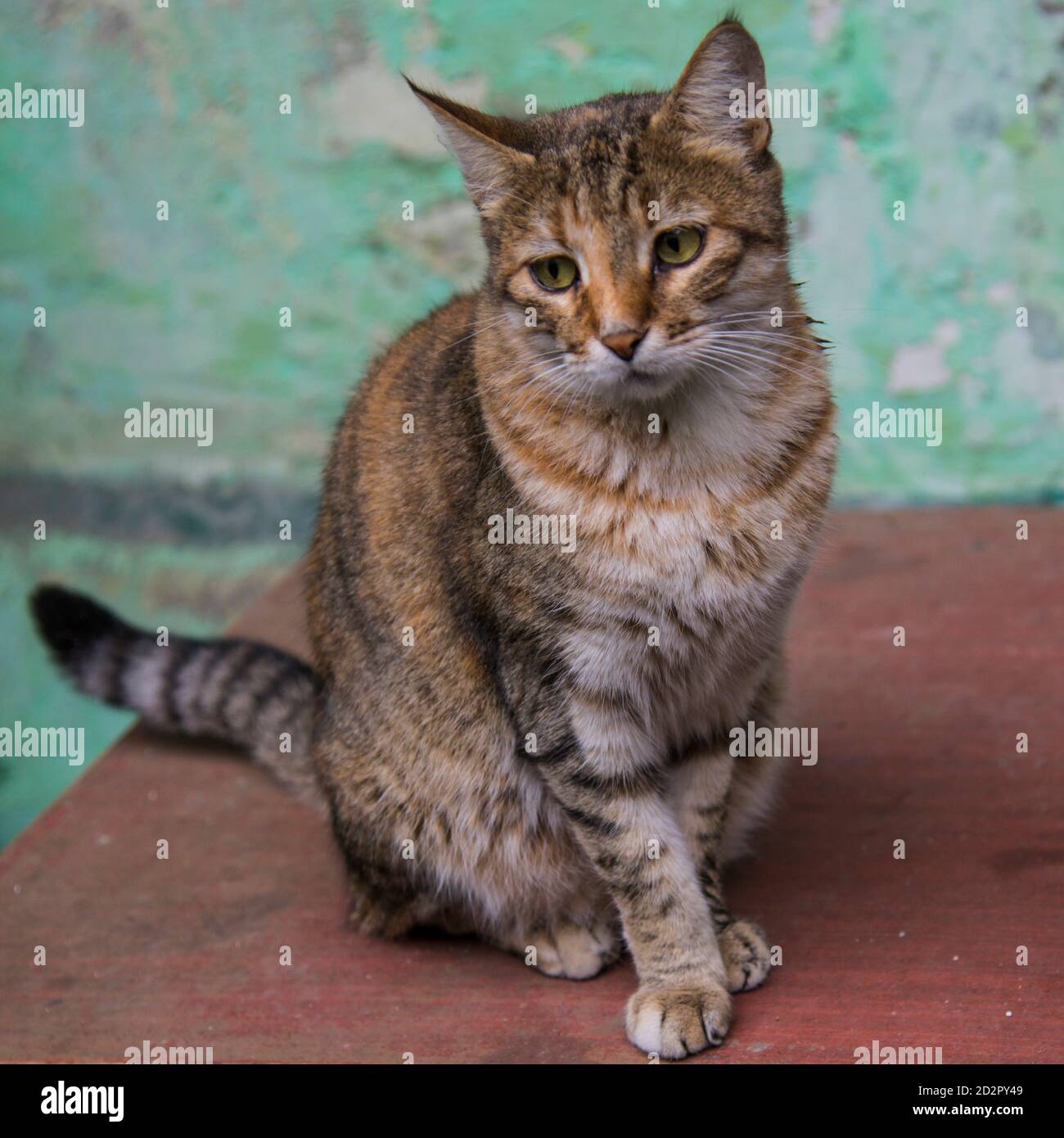 Cat on the streets of Odessa, Ukraine Stock Photo - Alamy