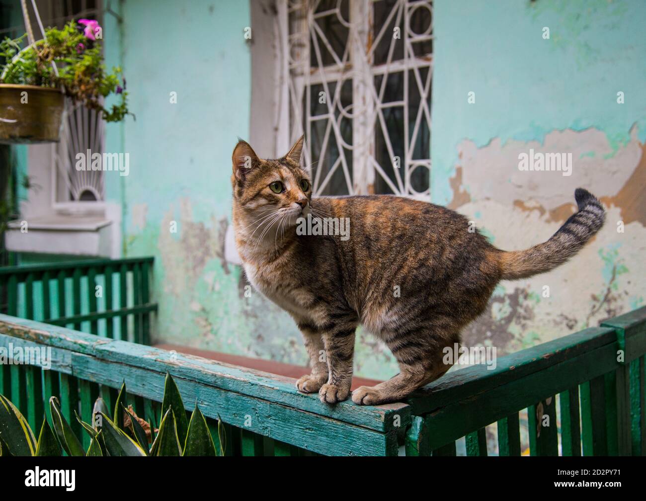 Odessa cat hi-res stock photography and images - Alamy
