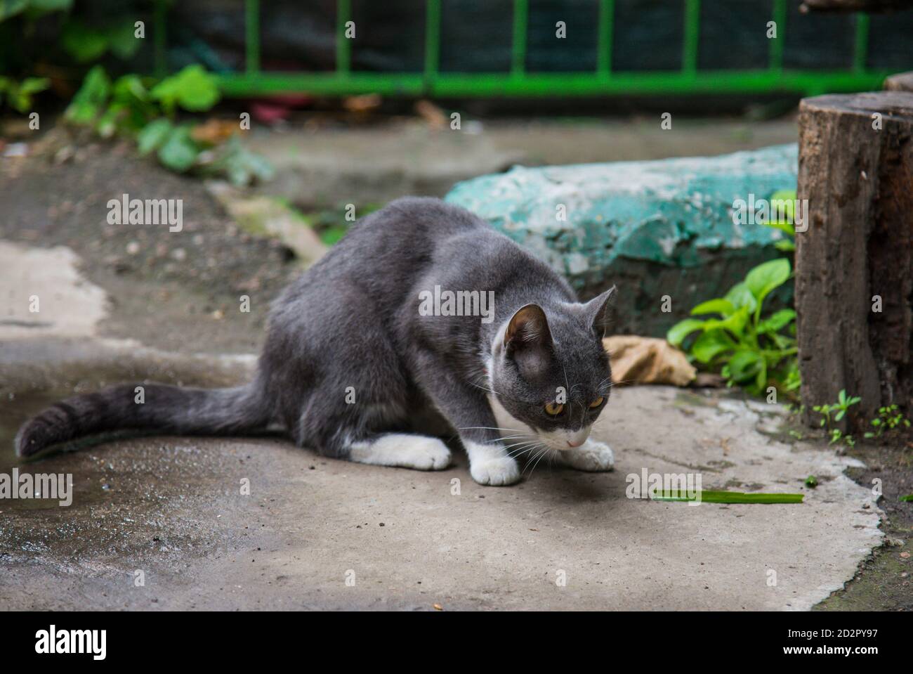 Odessa cat hi-res stock photography and images - Alamy