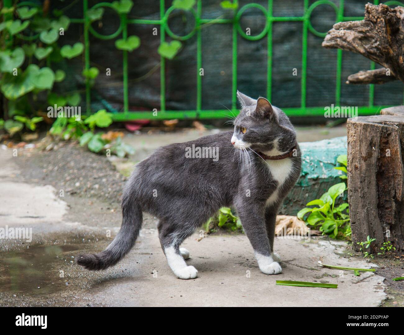 Cat on the streets of Odessa, Ukraine Stock Photo - Alamy