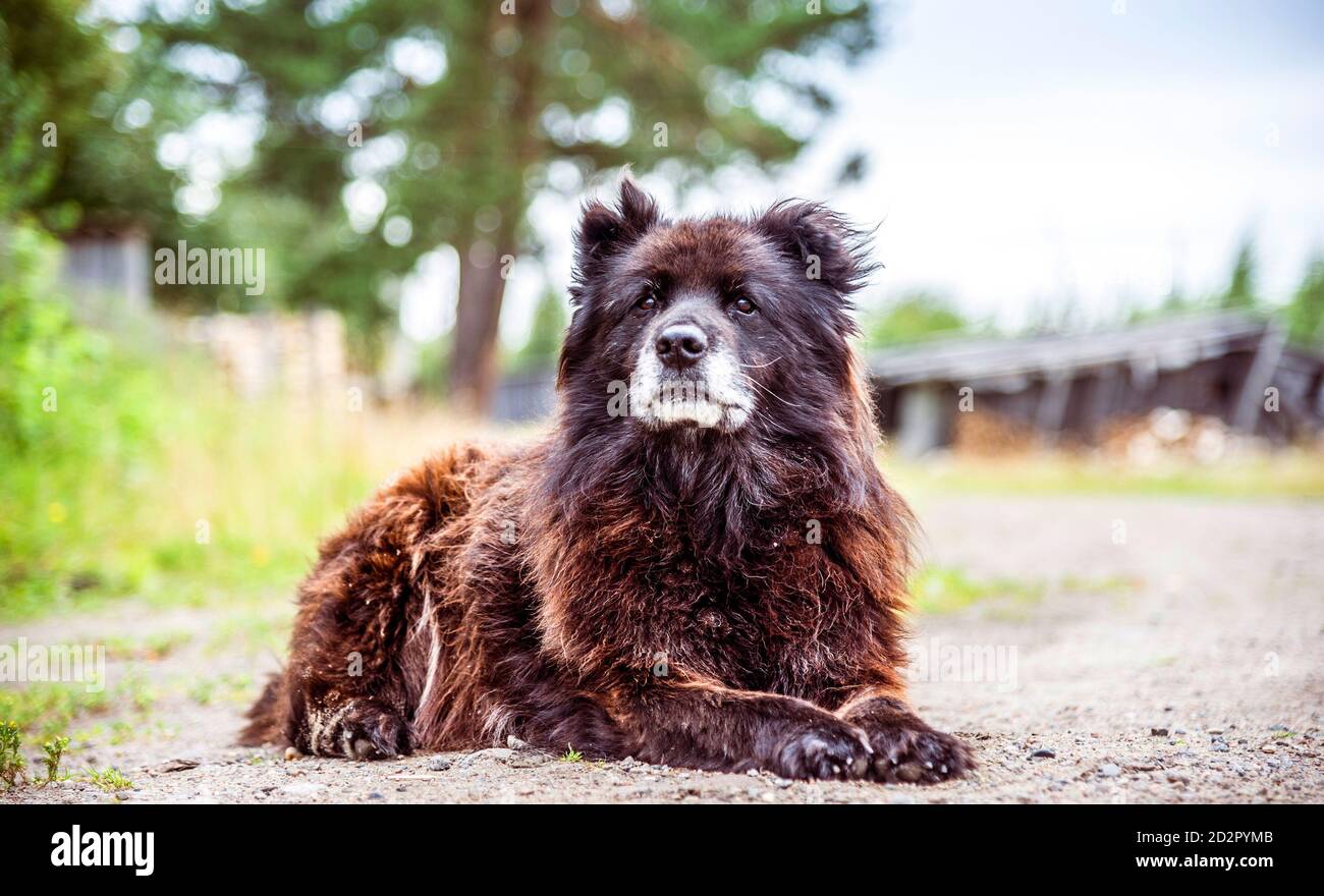 Russian Bear Puppy